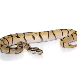 Baby Mystic Orange Dream Spider Ball Python Het Orange Ghost For Sale ...