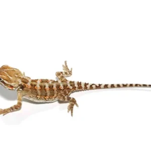 Rankin’s Dragon For Sale - Global Reptiles Shop
